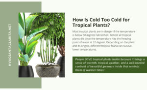 Ideal Temperature for Indoor Plants- Maintain a Thriving Indoor garden
